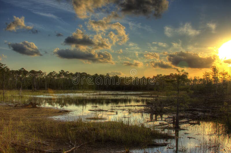 Everglades Bliss stock image. Image of clouds, trees - 32765057