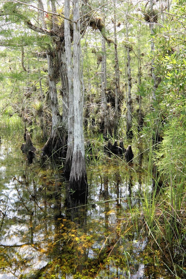 Florida Swamp Landscape with Cypress Stock Image - Image of florida ...