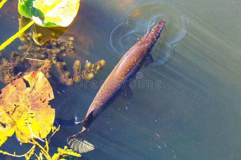 Everglades stock image. Image of natural, pond, conservation - 54168189