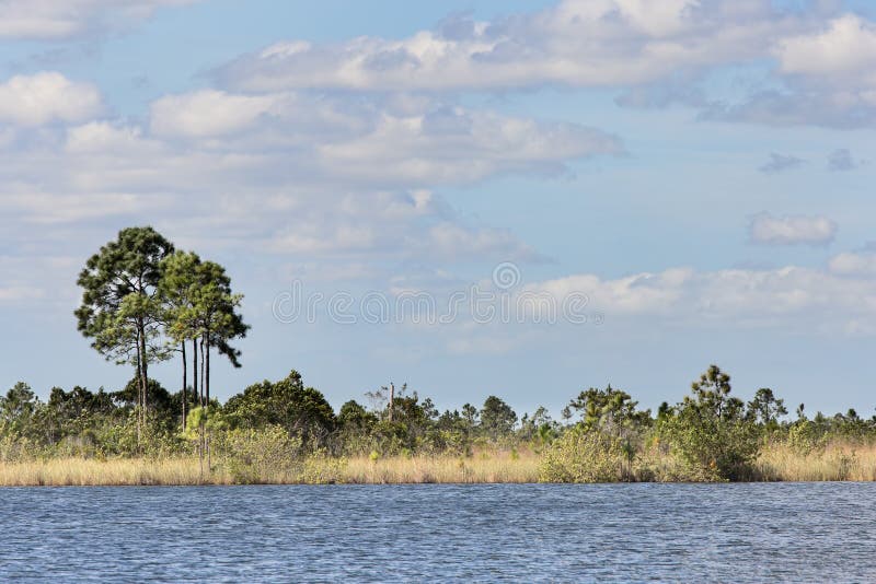 Everglades Lake stock photo. Image of marshes, peaceful - 14085928