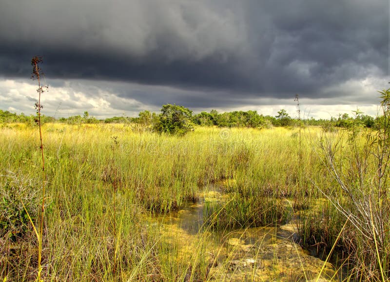 Everglades landscape stock photo. Image of forest, travel - 3198242