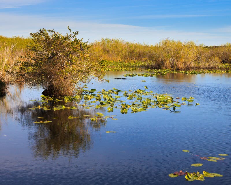 Beautiful Everglades stock photo. Image of scenic, river - 4131938