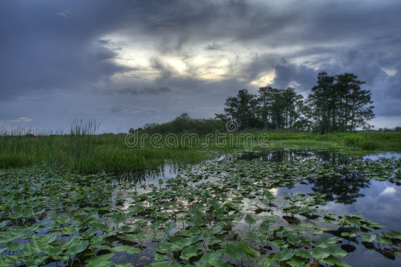 Everglades landscape stock photo. Image of forest, travel - 3198242