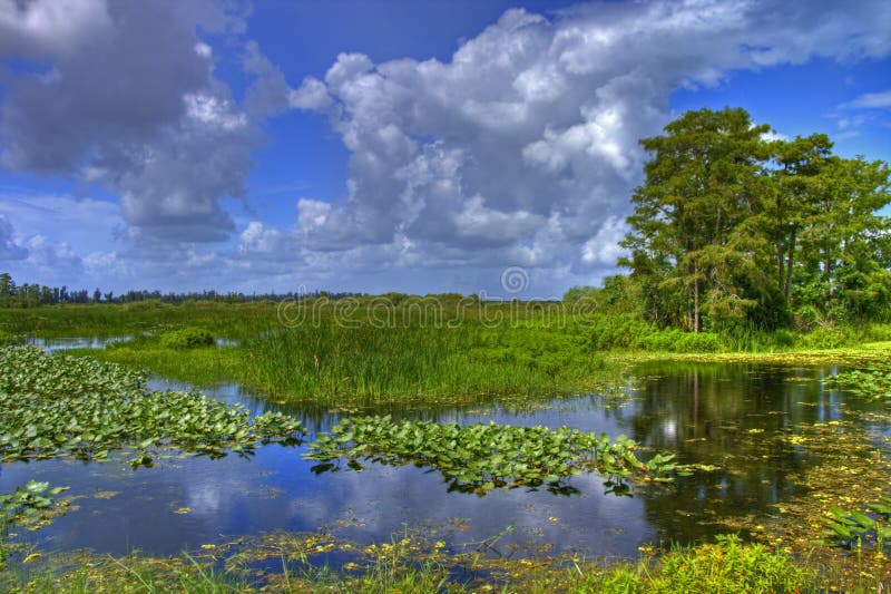 Everglades landscape stock photo. Image of forest, travel - 3198242