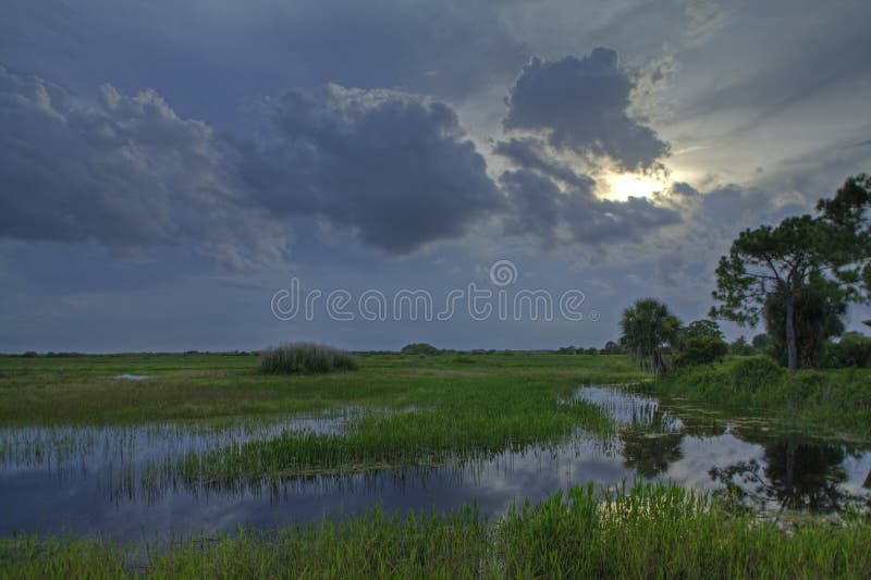 Everglades landscape stock photo. Image of forest, travel - 3198242