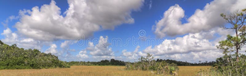 Swamp panorama. stock photo. Image of grass, panorama - 45318136