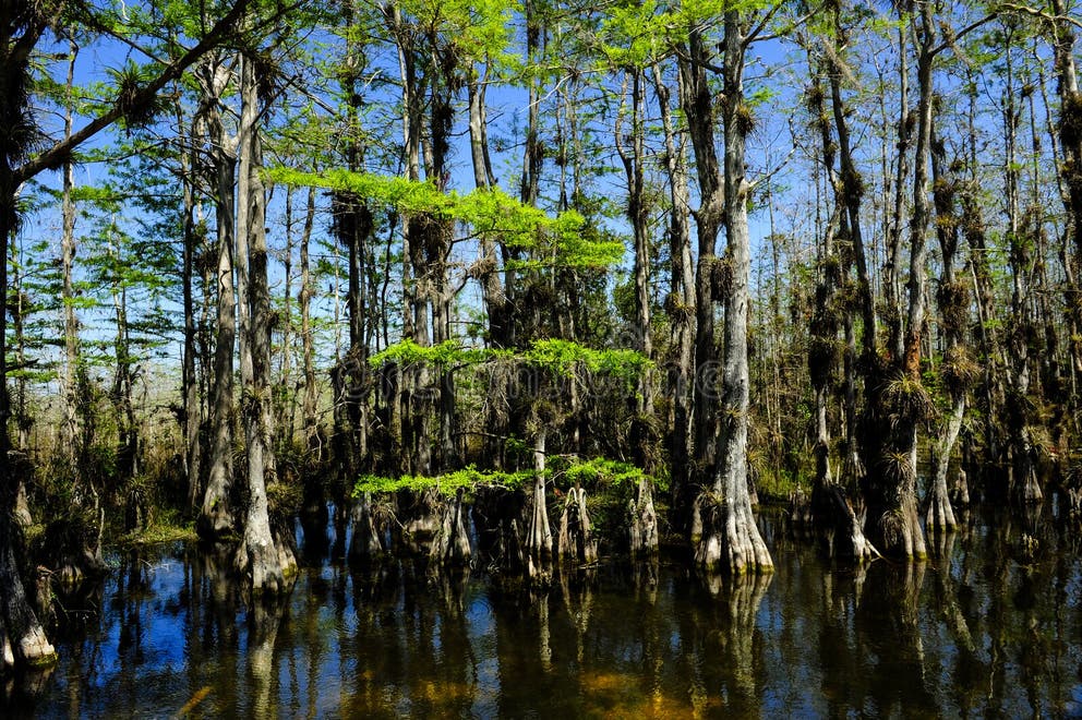 Everglades National Park stock image. Image of tropical - 41380453