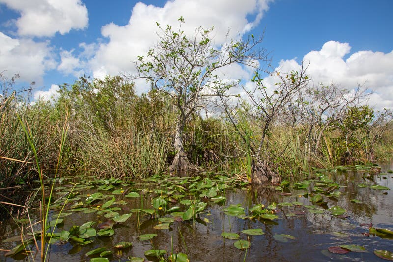 Everglades stock image. Image of environment, marsh - 141532723