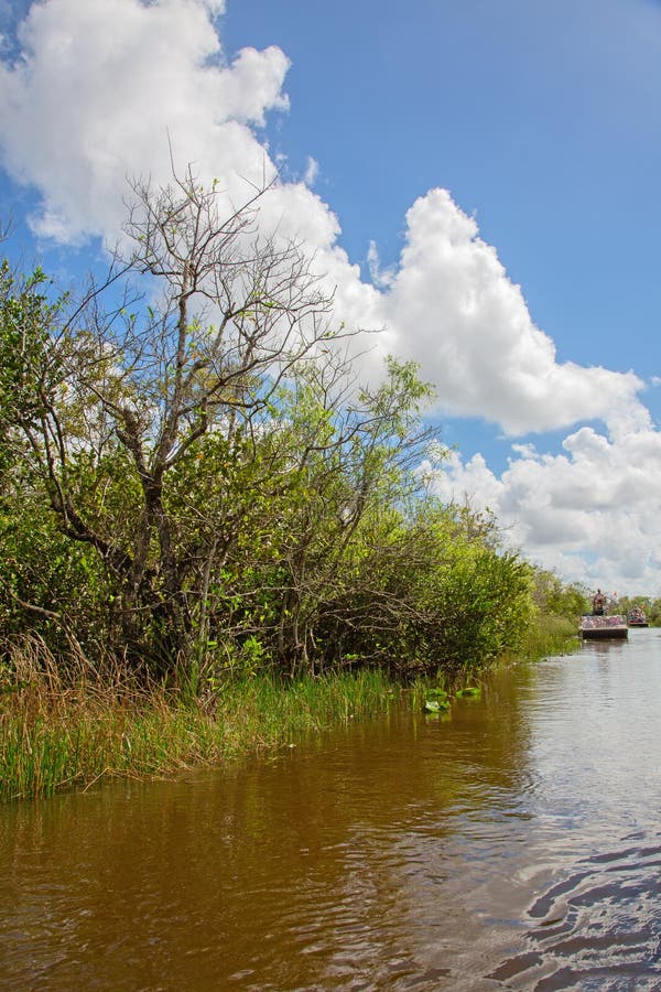 Everglades stock image. Image of american, nature, park - 142855367