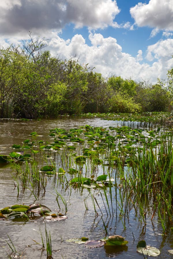 Everglades stock photo. Image of gator, cormorant, environment - 142855394
