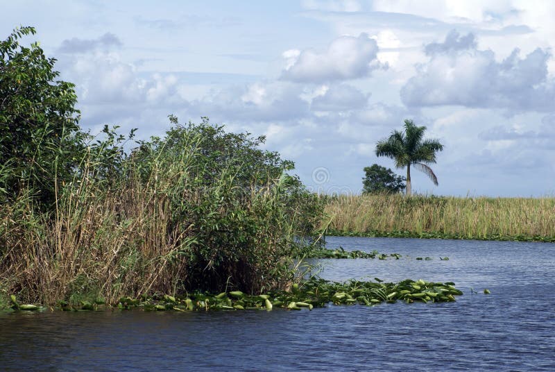 Nationalparksumpf Der Sumpfgebiete, Florida, USA Stockfoto - Bild von ...