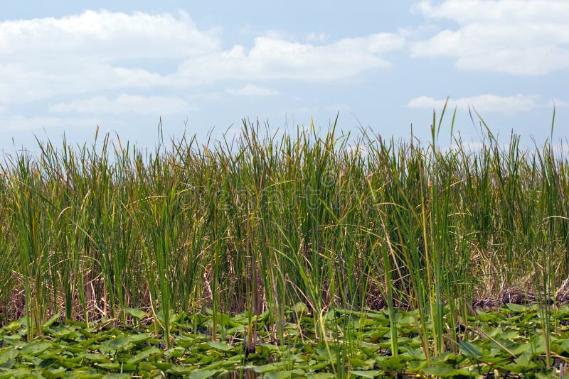 Florida Everglades stock photo. Image of grass, lillies - 26243206