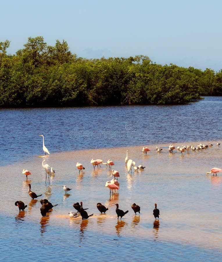 Everglades scenery stock image. Image of natural, environment - 6483603