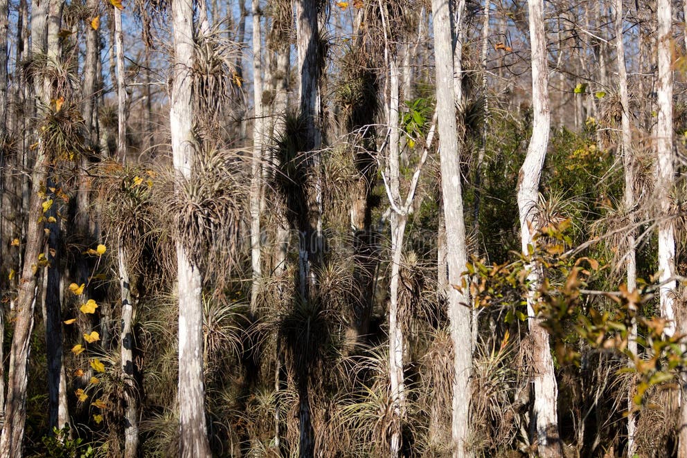 Everglades trees stock image. Image of cypress, america - 17614625