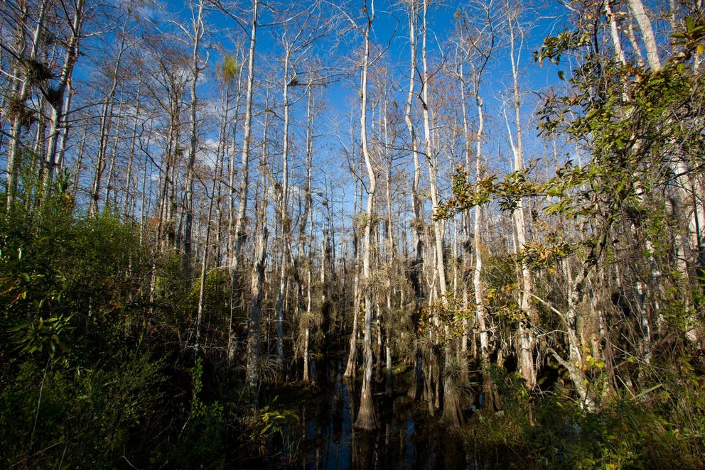 Everglades trees stock image. Image of wetland, america - 17614687