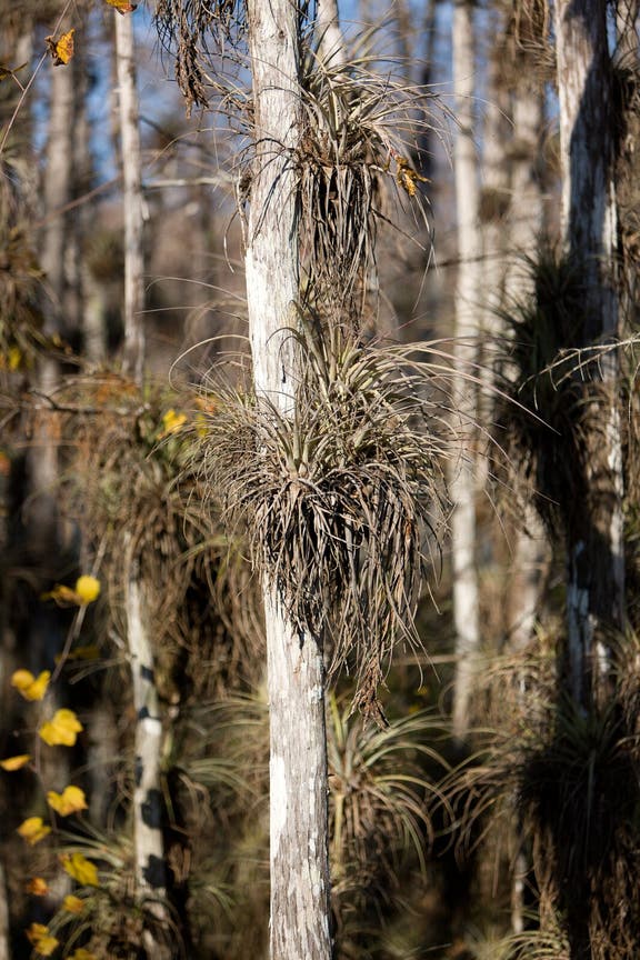 Everglades trees stock image. Image of vegetal, florida - 17614769