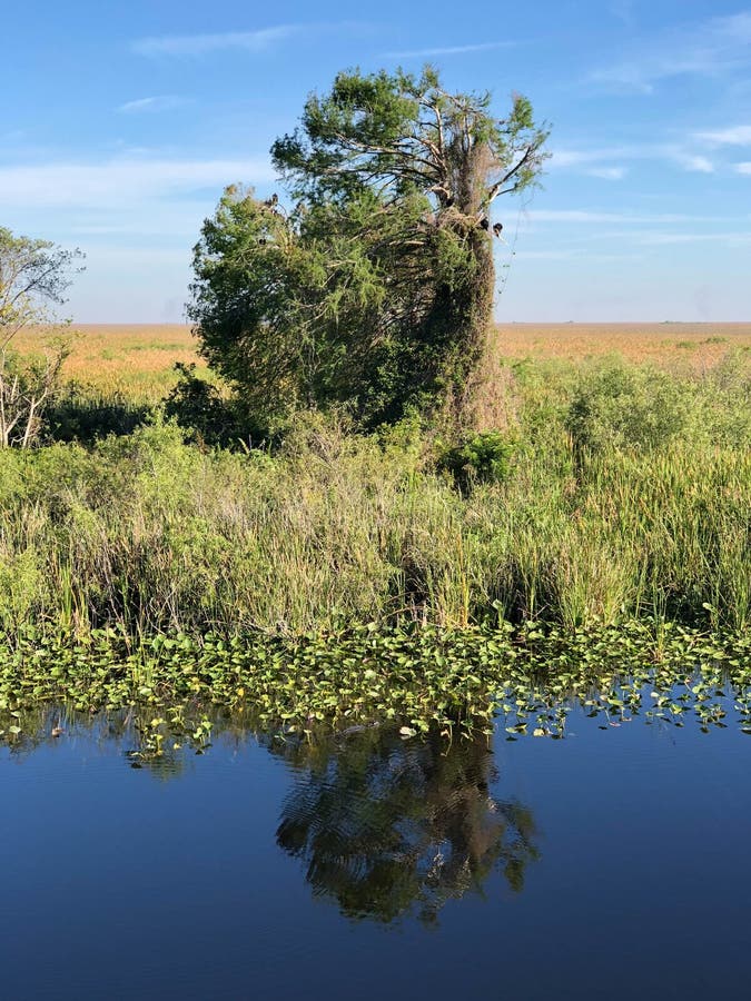 Everglades Water and Grass and Tree Stock Image - Image of water, grass ...