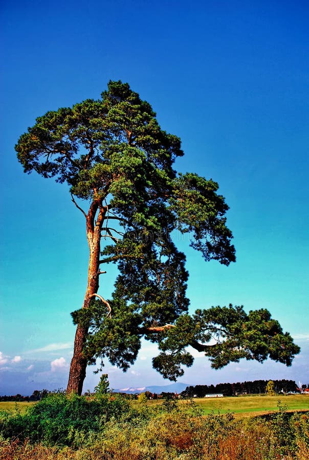 Evergreen stock photo. Image of blue, evergreen, green - 1424734