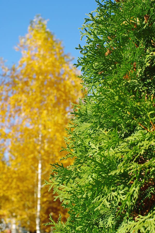 Evergreen stock image. Image of birch, color, arborvitae - 17013073