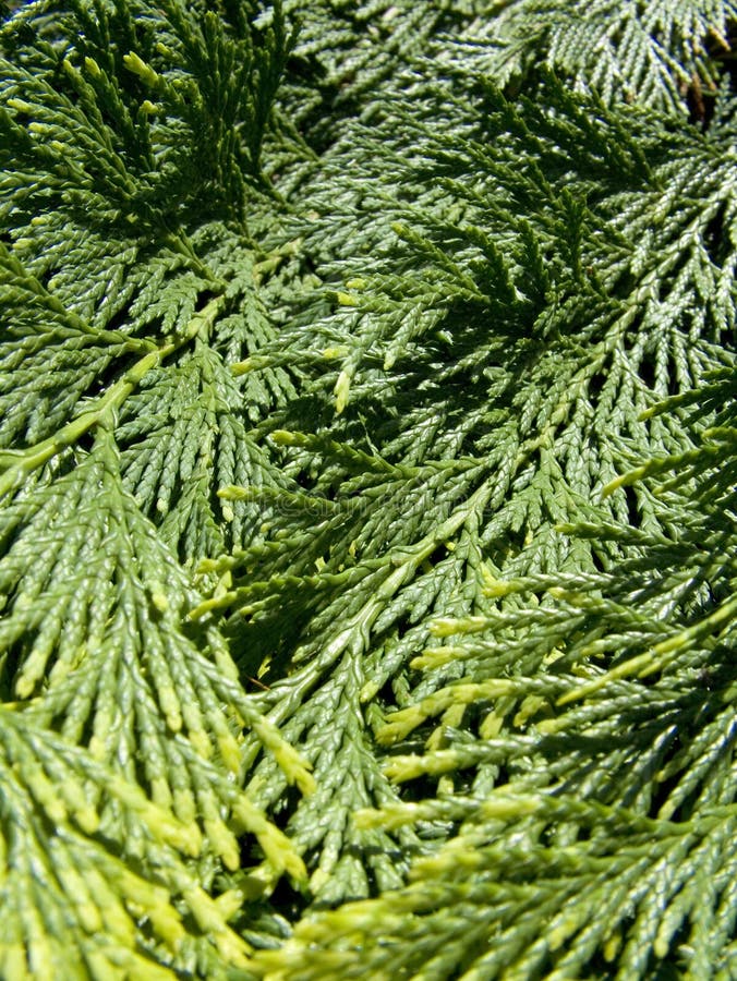 Evergreen stock photo. Image of grow, trees, branch, environment - 844576