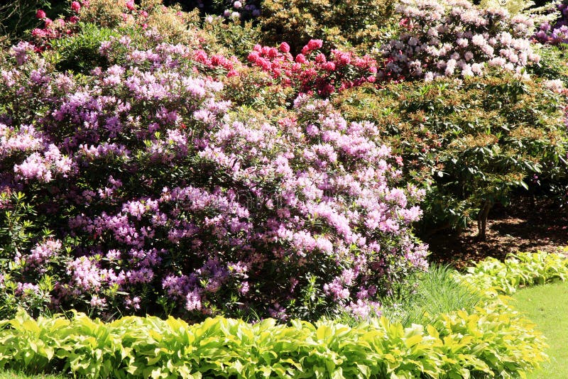 Evergreen, All in Flowered Rhododendrons. Stock Image - Image of botany ...