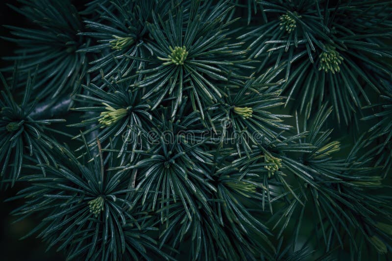Evergreen Atlas Cedar Needles Pattern Stock Image - Image of growth ...