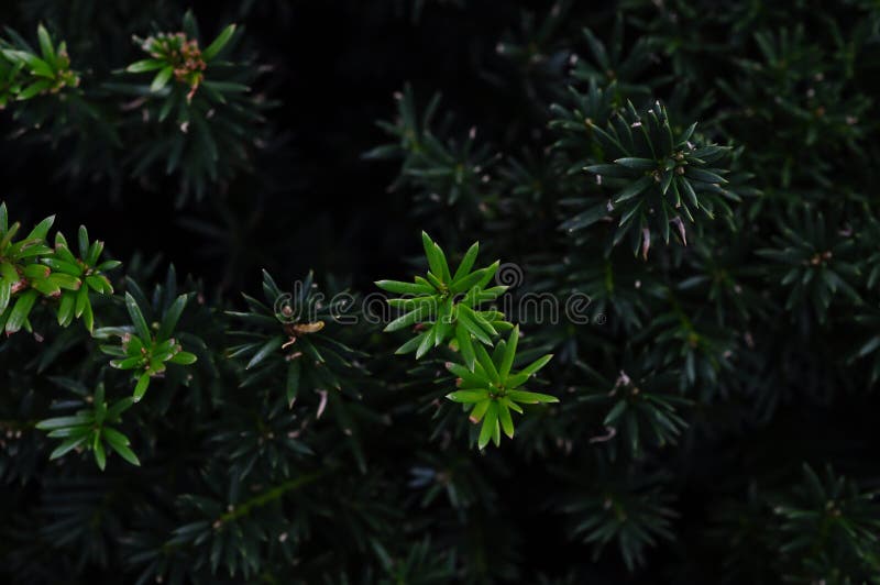 Evergreen Background - Close Up Photo Stock Image - Image of spruce ...
