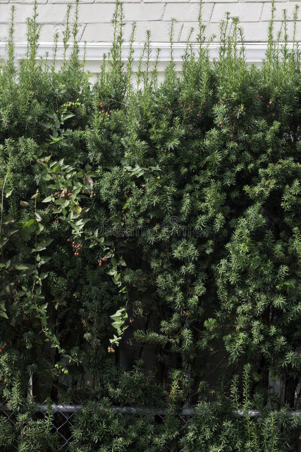 Evergreen and Berries stock image. Image of natural, banches - 41177983