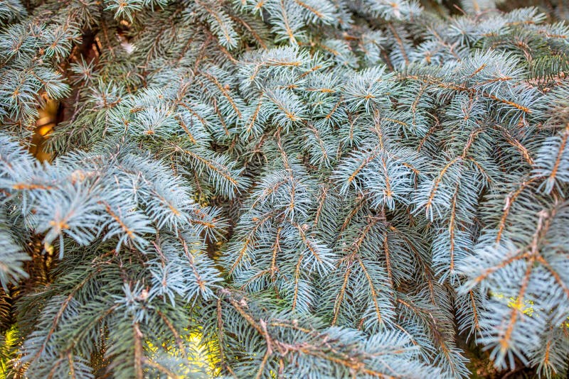 Evergreen Blue Spruce Tree Background Backdrop. Close Up Stock Image ...