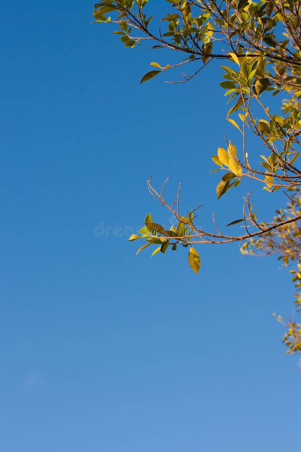 Evergreen border stock image. Image of outside, leaves - 12321071