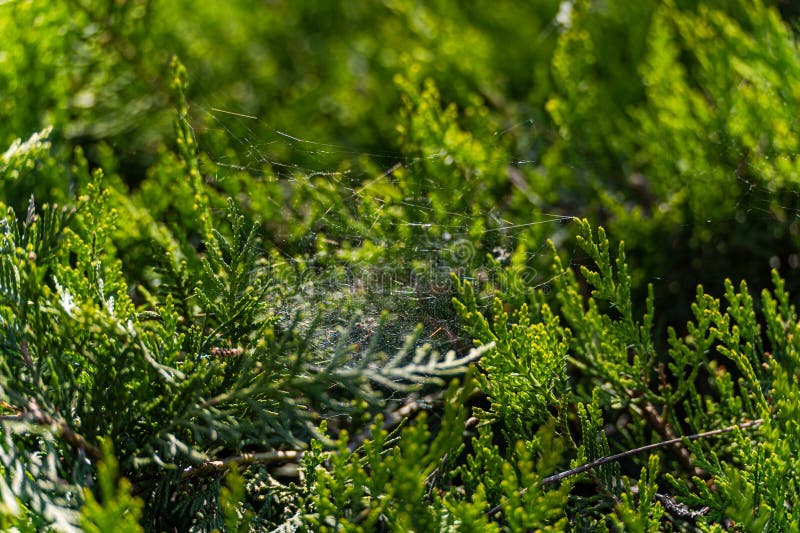 Evergreen Border Bush with Spider Net Stock Photo - Image of bush ...