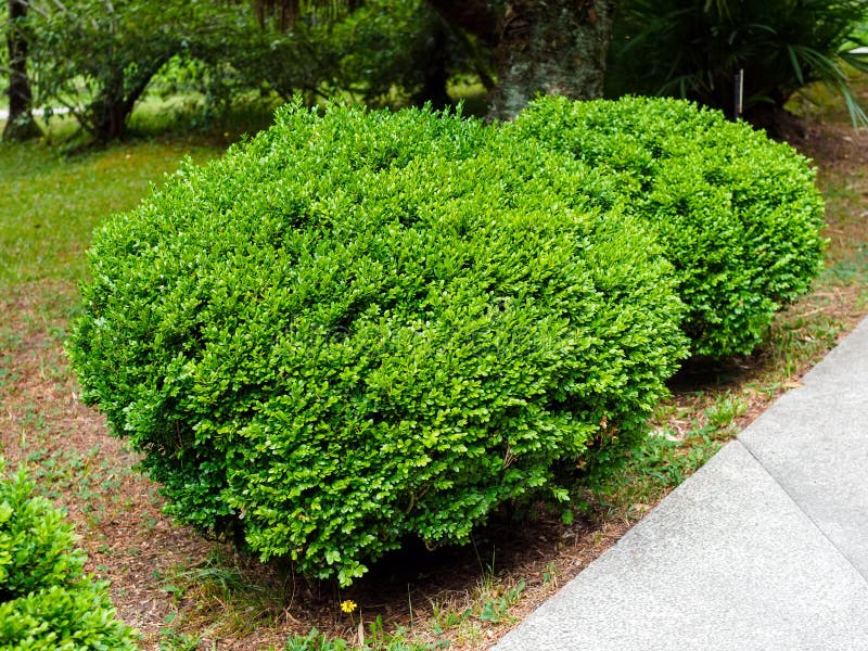 Boxwood Shrub No Background Stock Photos - Free & Royalty-Free Stock ...