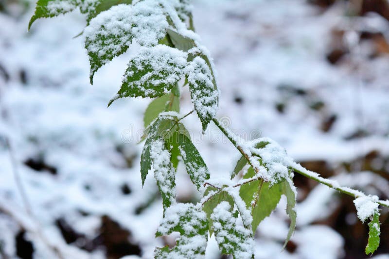 Evergreen Bramble Leaves in Winter Covered with Snow Stock Photo ...
