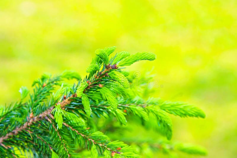 Evergreen branch stock photo. Image of evergreen, flora - 11158308