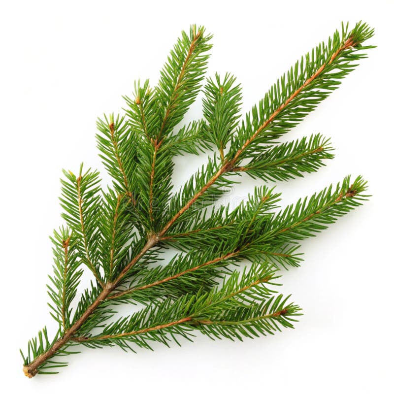 Evergreen Branch Isolated on Transparent Background Stock Illustration ...