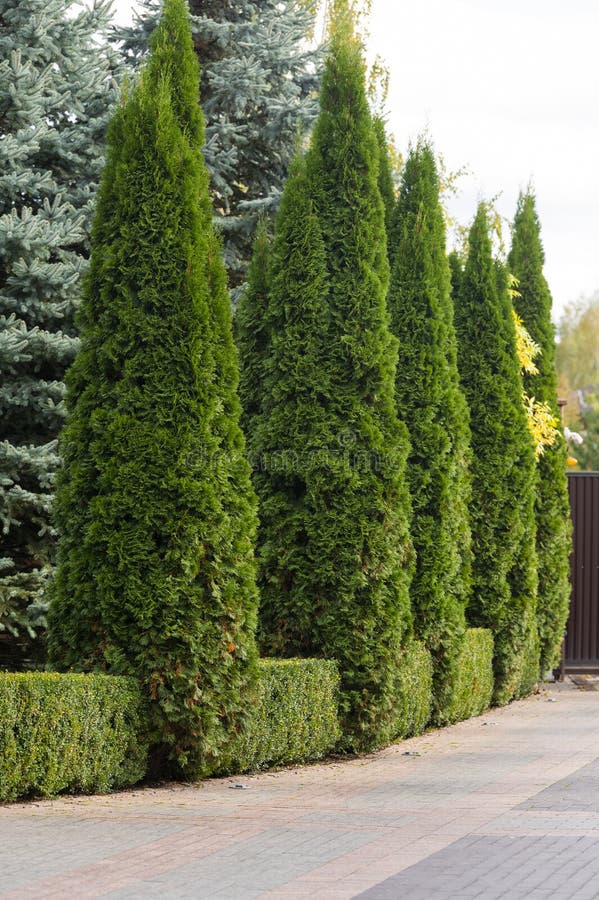 Evergreen Bushes And Shrubs In Landscape Design Stock Image Image Of Bush Backyard 270397659