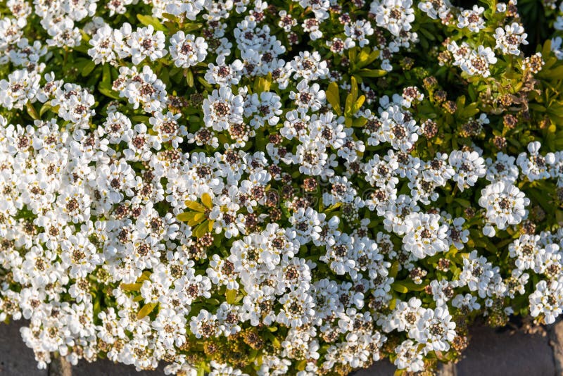 Evergreen Candytuft Iberis Sempervirens Flowers Stock Photo - Image of ...