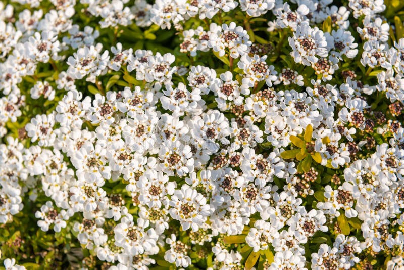 Evergreen Candytuft Iberis Sempervirens Flowers Stock Image - Image of ...