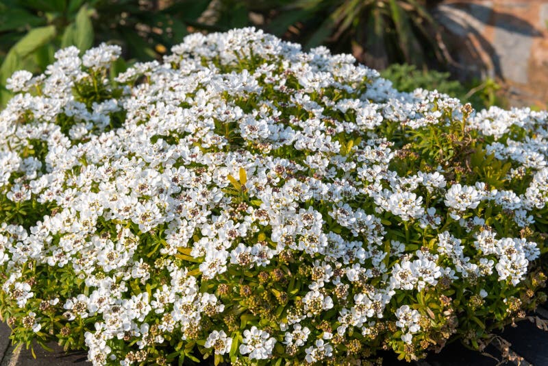 Evergreen Candytuft Iberis Sempervirens Flowers Stock Image - Image of ...