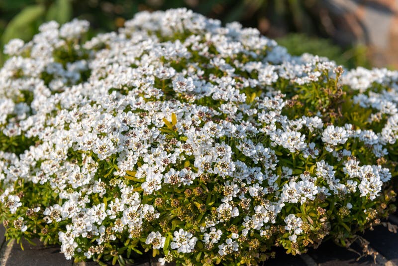 Evergreen Candytuft Iberis Sempervirens Flowers Stock Photo - Image of ...