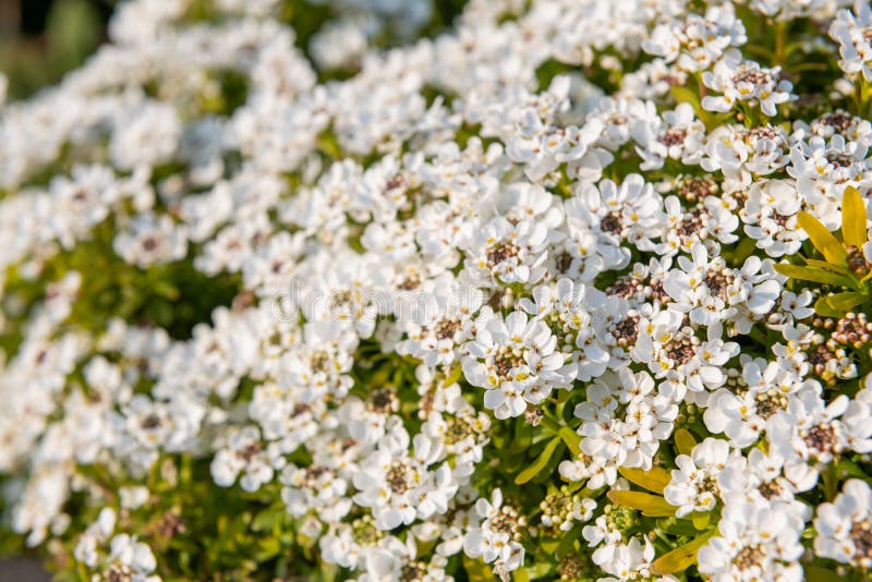Evergreen Candytuft Iberis Sempervirens Flowers Stock Image - Image of ...