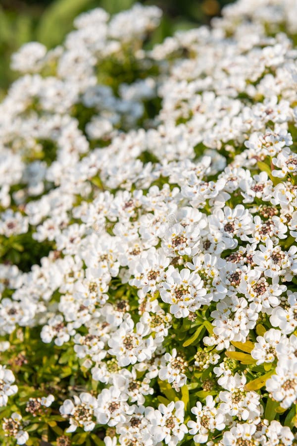 Evergreen Candytuft Iberis Sempervirens Flowers Stock Photo - Image of ...