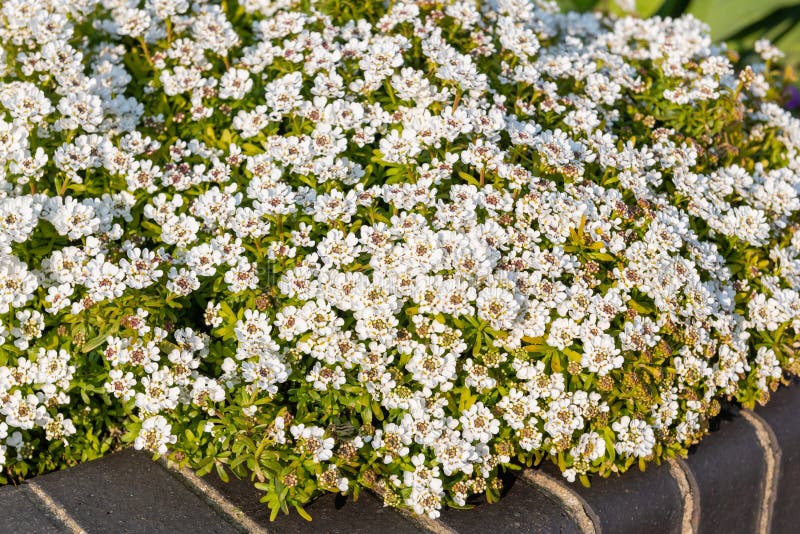 Evergreen Candytuft Iberis Sempervirens Flowers Stock Image - Image of ...