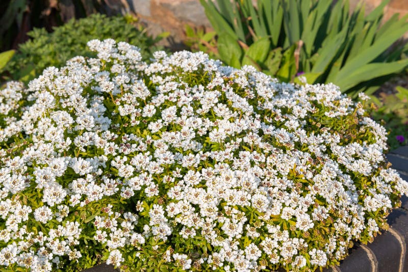 Evergreen Candytuft Iberis Sempervirens Flowers Stock Photo - Image of ...