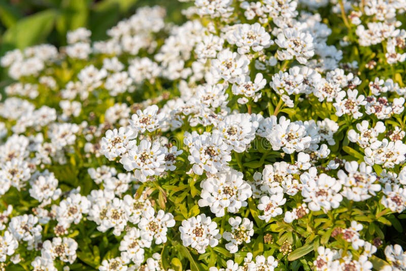 Evergreen Candytuft Iberis Sempervirens Flowers Stock Photo - Image of ...