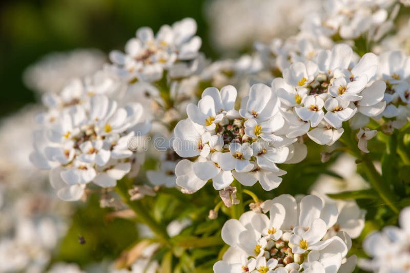 Evergreen Candytuft Iberis Sempervirens Flowers Stock Photo - Image of ...