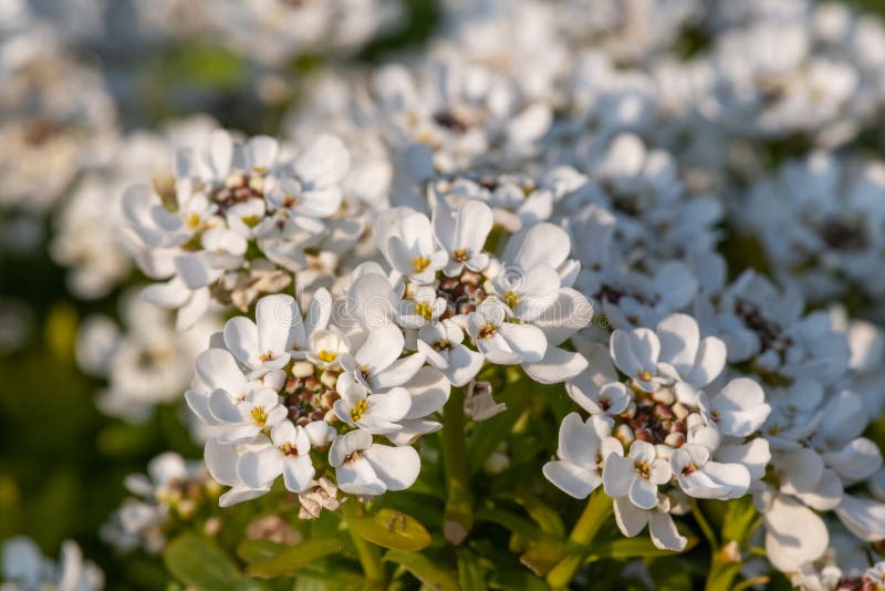 Evergreen Candytuft Iberis Sempervirens Flowers Stock Photo - Image of ...