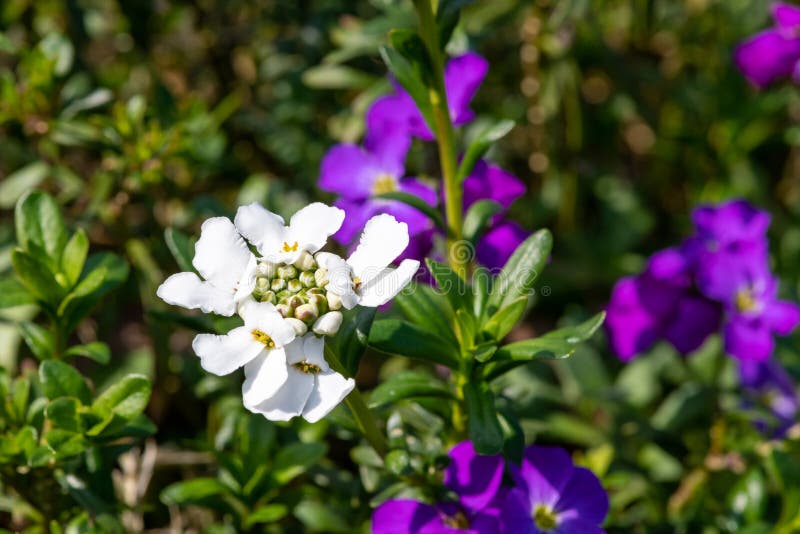 Evergreen Candytuft Iberis Sempervirens Flowers Stock Photo - Image of ...