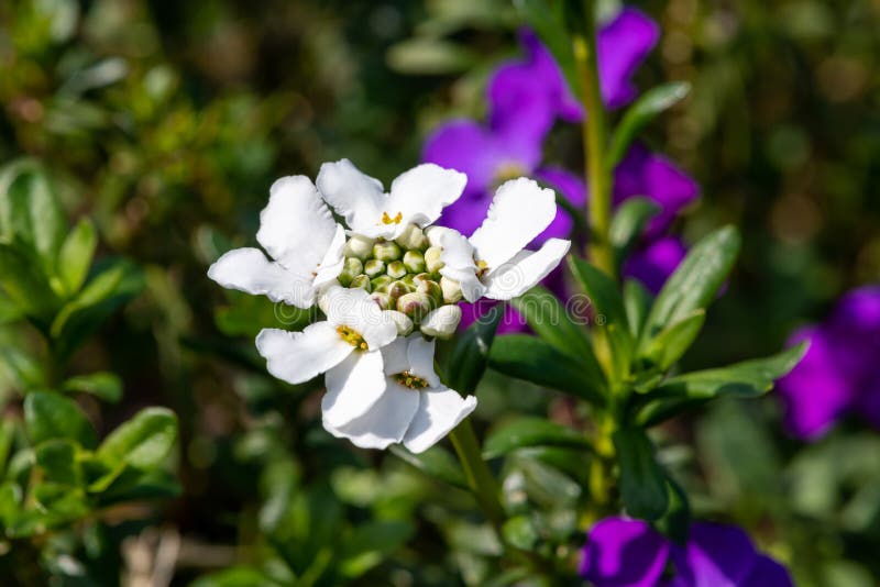 Evergreen Candytuft Iberis Sempervirens Flowers Stock Photo - Image of ...