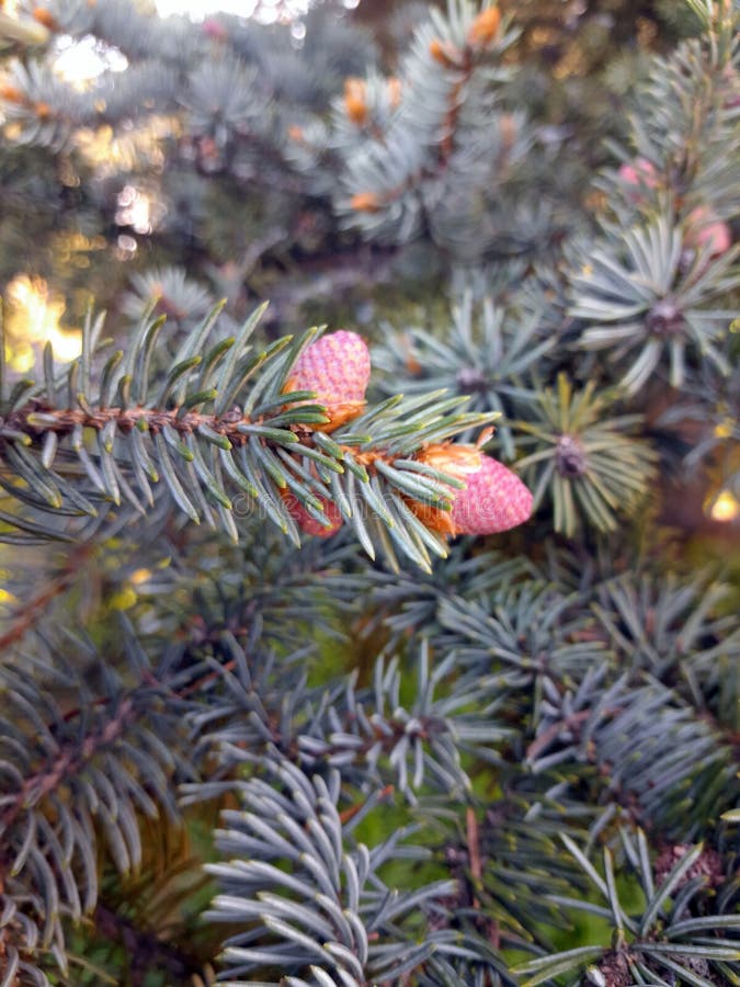Evergreen Conifer Tree Branch in a Lush Park Setting Stock Photo - Image of park, leaf: 361047136